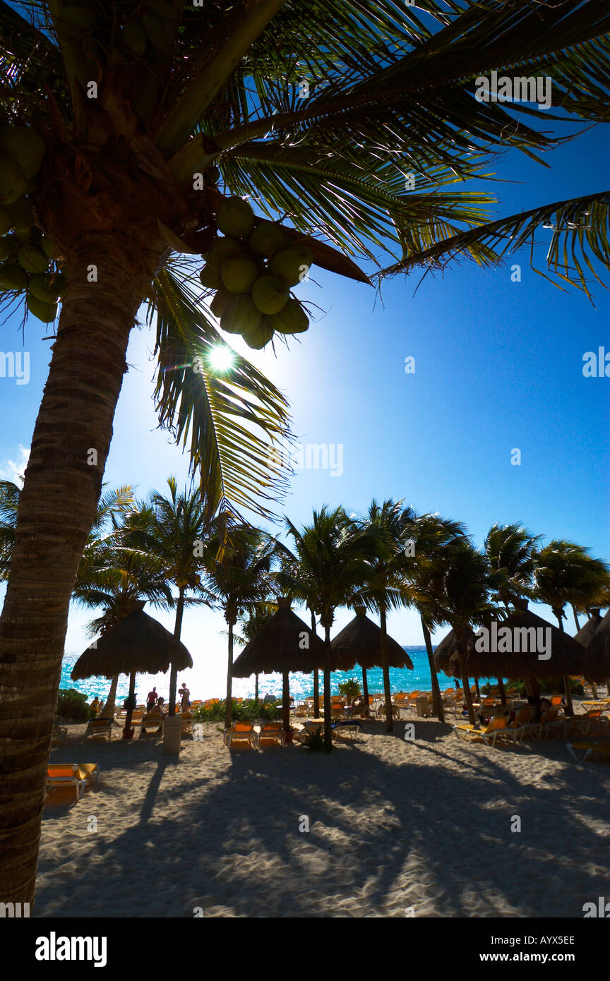 Coconut palm with beach palapas Playa Del Carmen Mexico Stock Photo - Alamy
