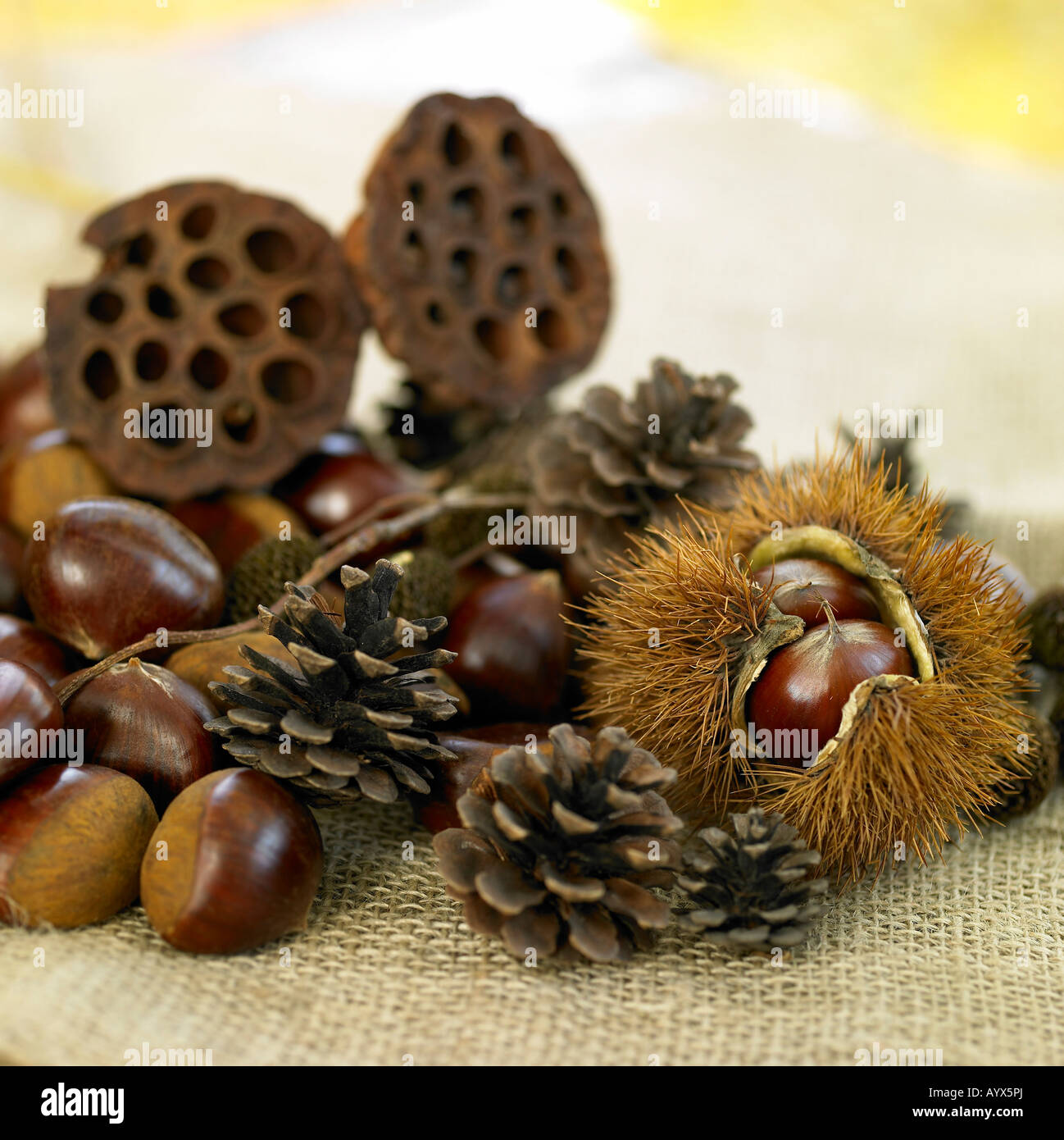 Chest nut hi-res stock photography and images - Alamy