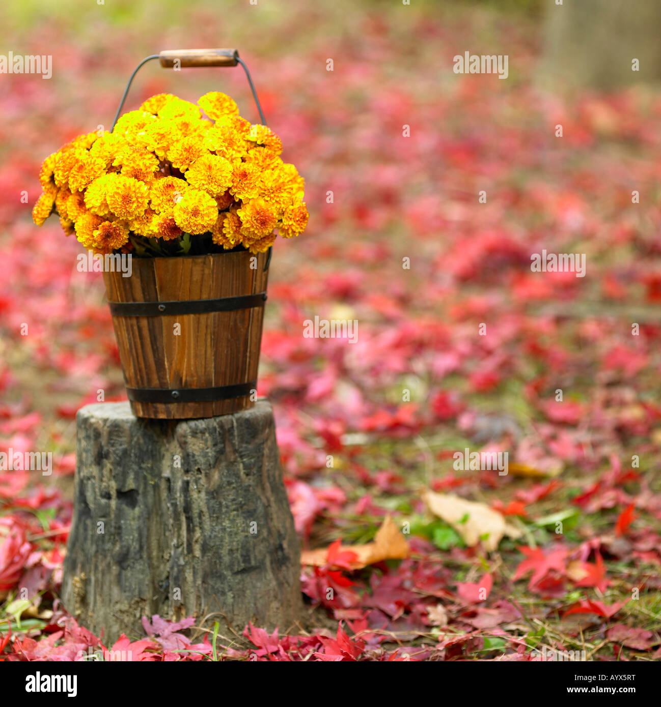 yellow flower basket on the stump Stock Photo - Alamy