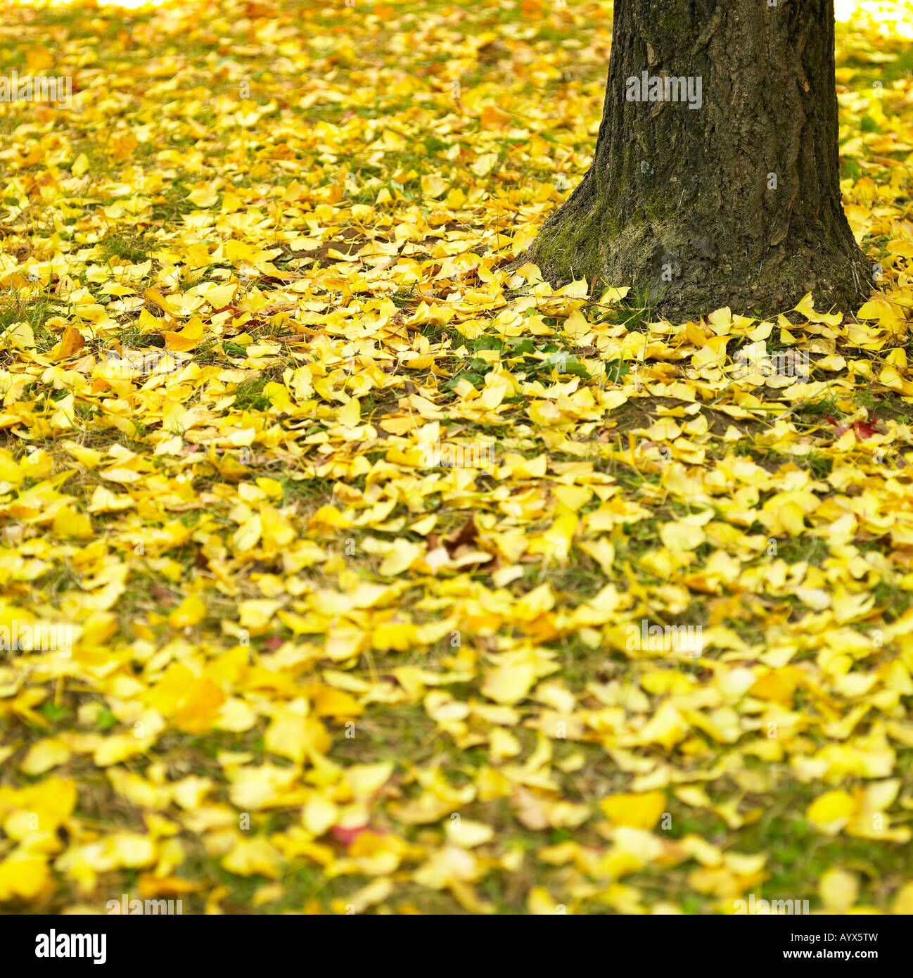 yellow gingko leaves on the lawn Stock Photo - Alamy