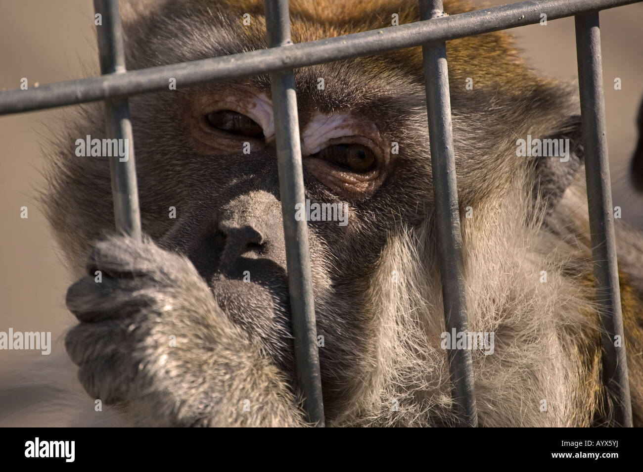 Human cage zoo hi-res stock photography and images - Alamy