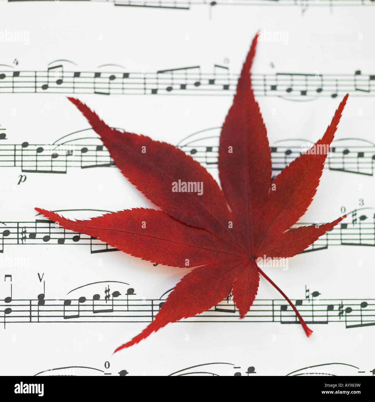 leaf of maple tree on the musical score Stock Photo - Alamy
