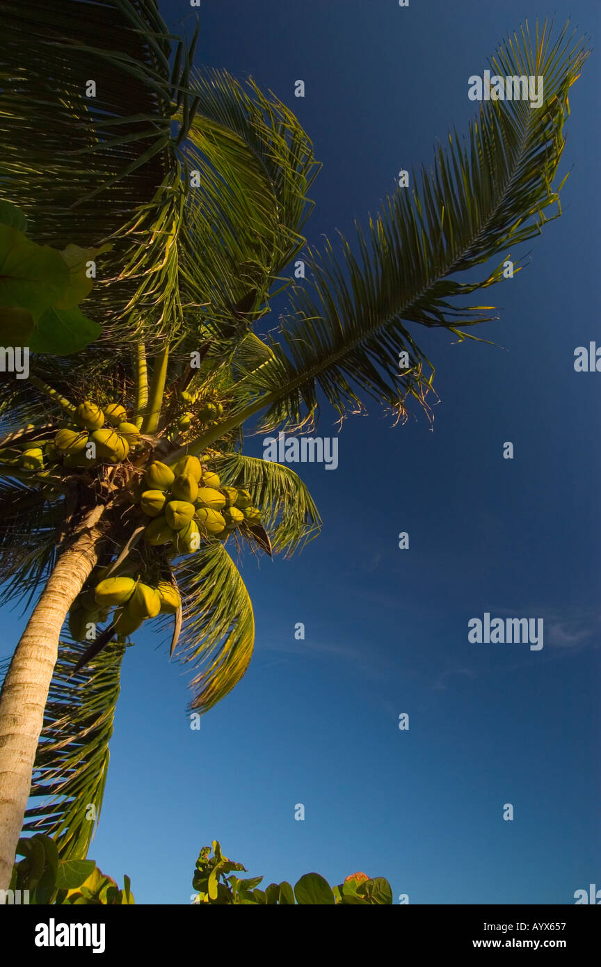 Palm trees and palapas in Playa Del Carmen Mexico Stock Photo - Alamy
