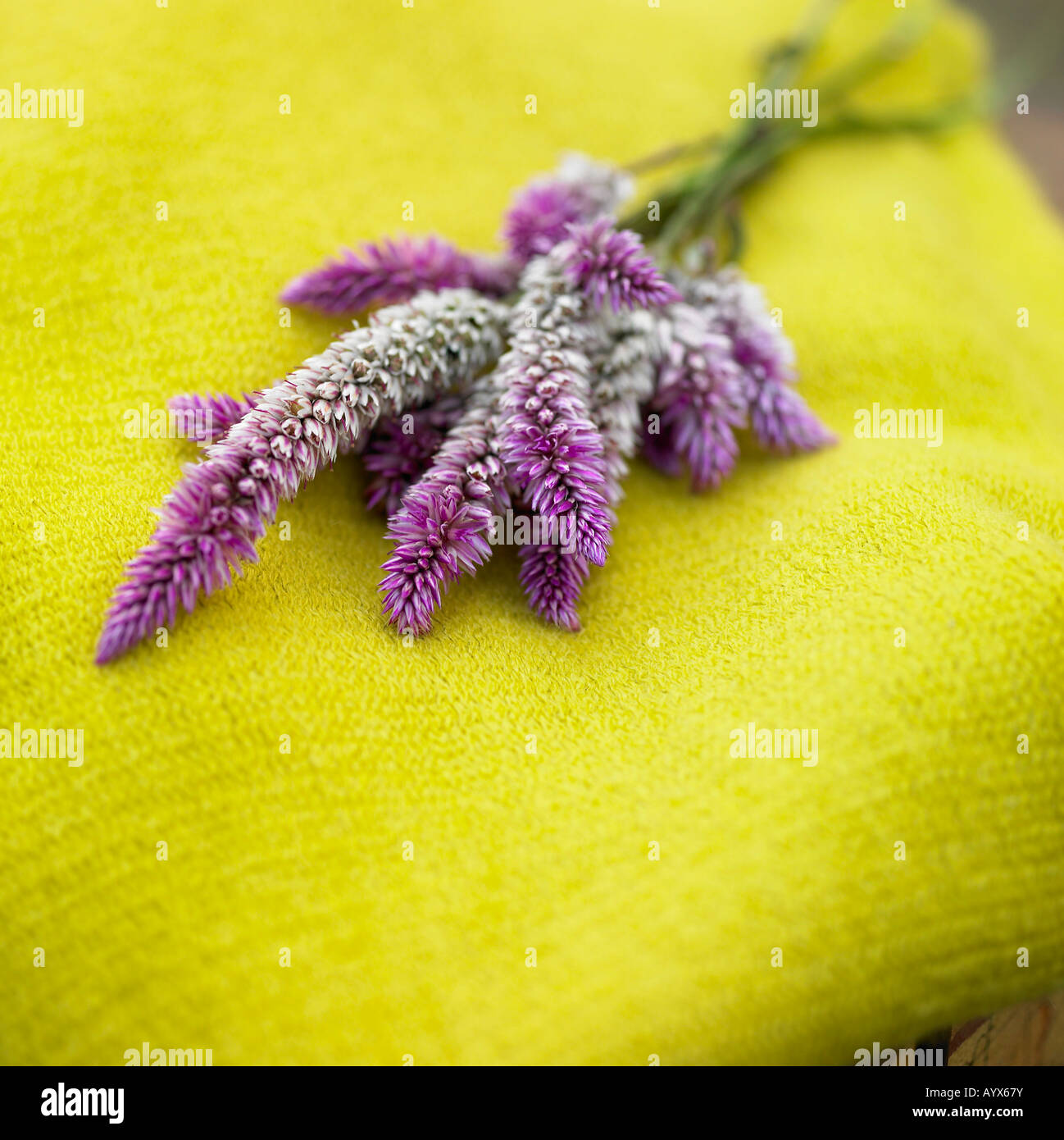 Yellow Muffler High Resolution Stock Photography and Images - Alamy