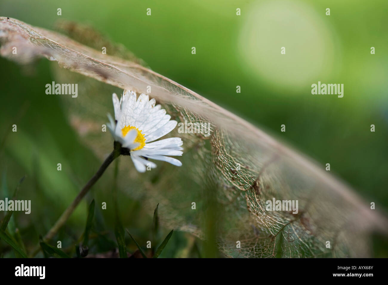 Dead Magnolia leaf sitting over a daisy in the grass Stock Photo - Alamy