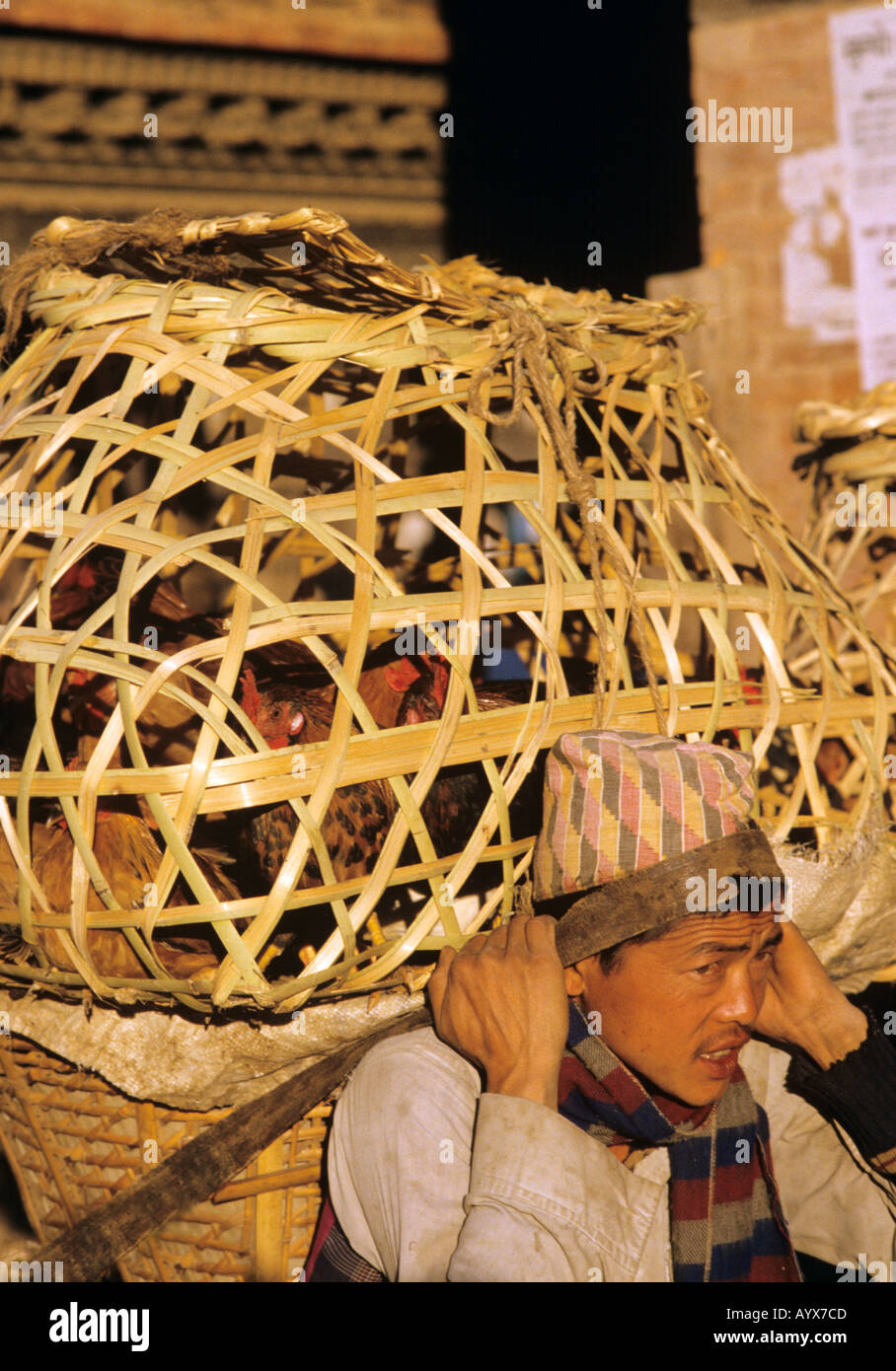 Nepalese man carrying large basket of chickens using strap around his ...