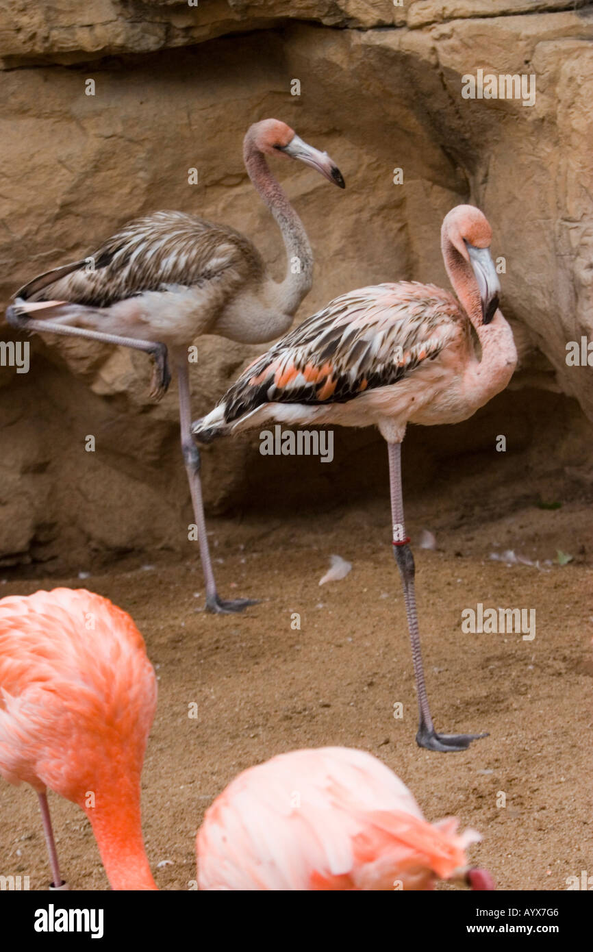 Caribbean Flamingos at the San Antonio Zoo in Texas USA Stock Photo - Alamy