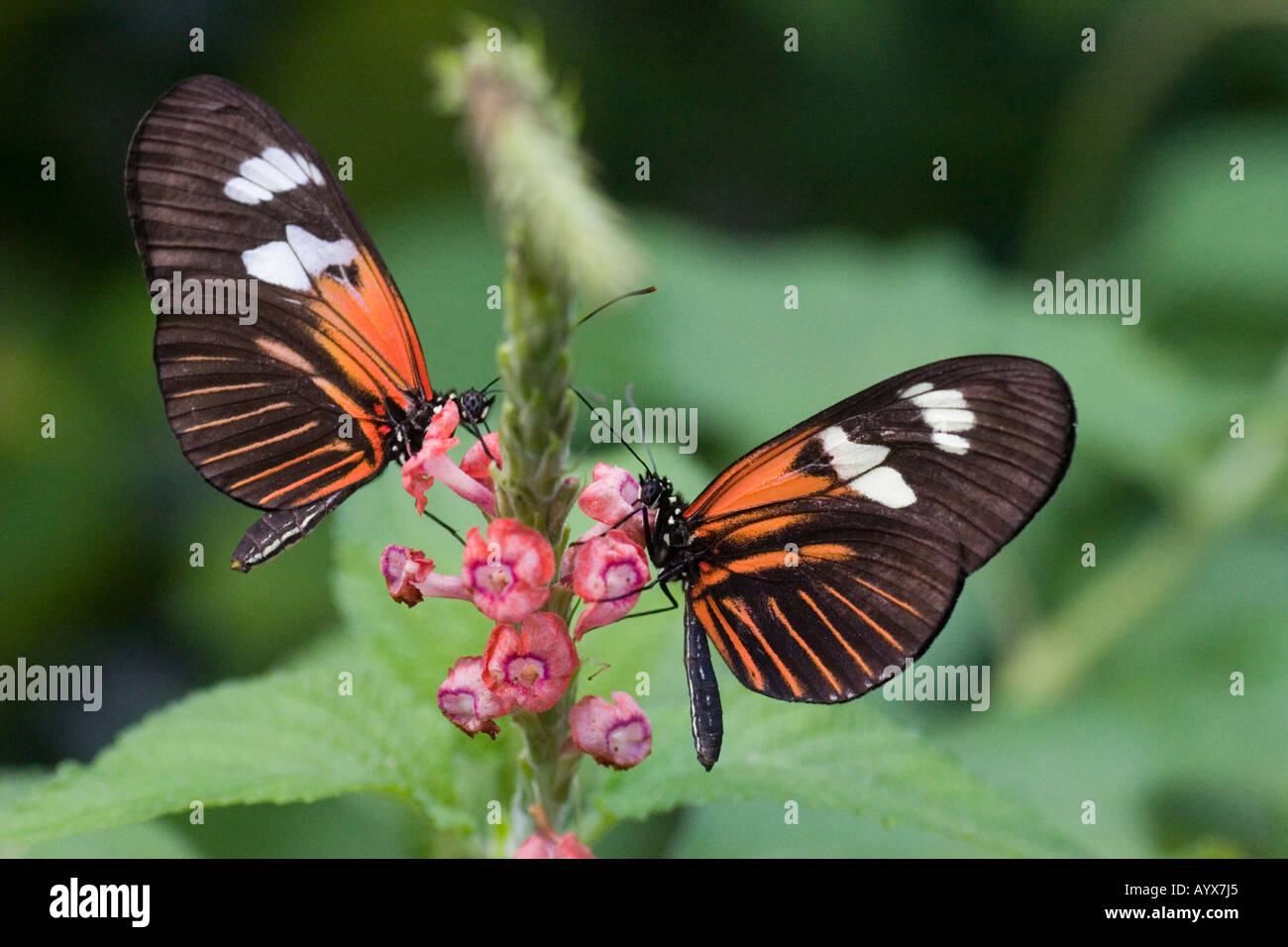 American butterflies two hi-res stock photography and images - Alamy
