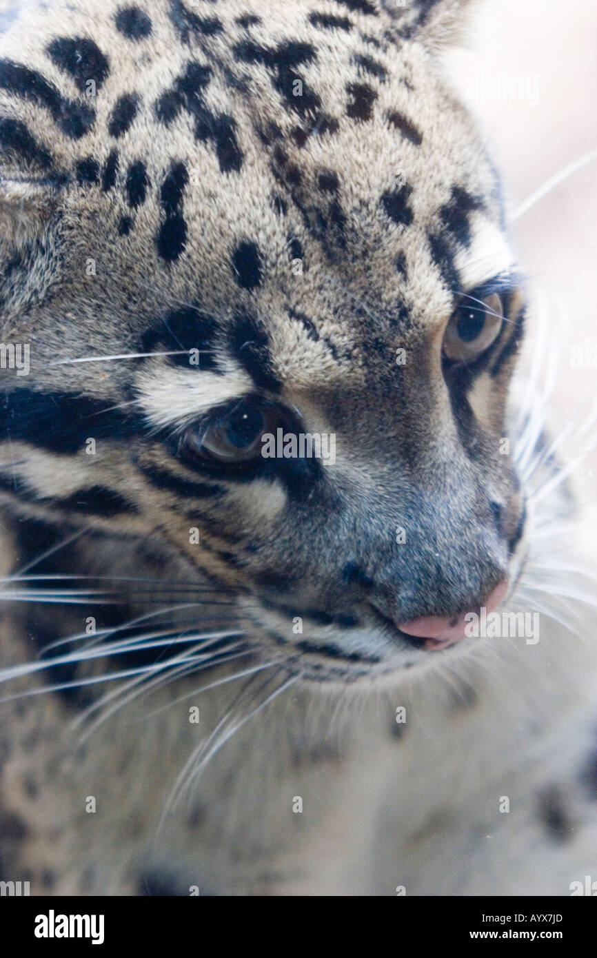 Clouded leopard Neofelis nebulosain San Antonio Zoo Texas USA Stock ...