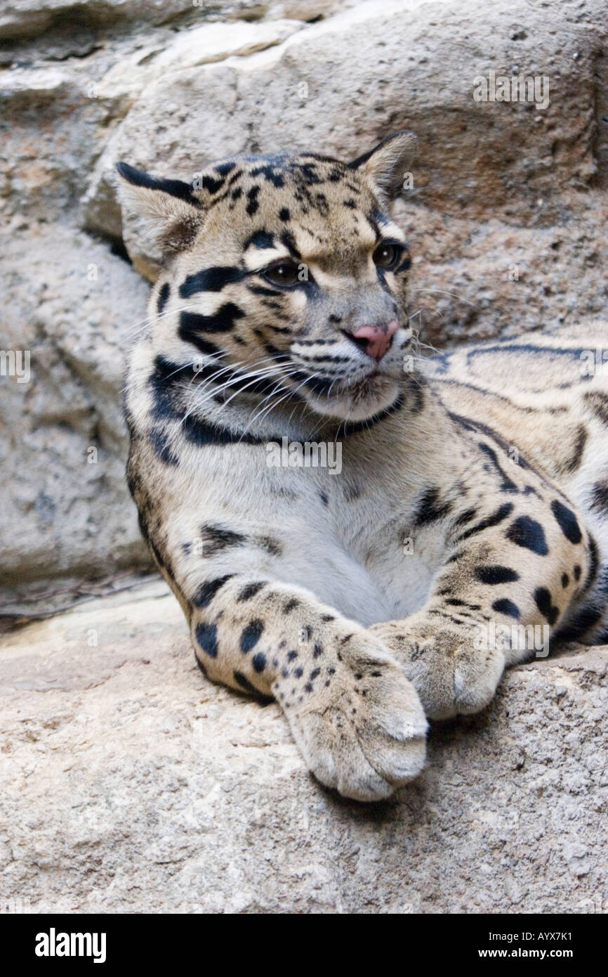 Clouded leopard Neofelis nebulosain San Antonio Zoo Texas USA Stock ...