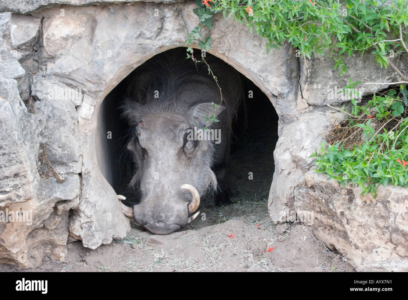 warthog (Phacochoerus africanus) is a wild member of the pig family in ...