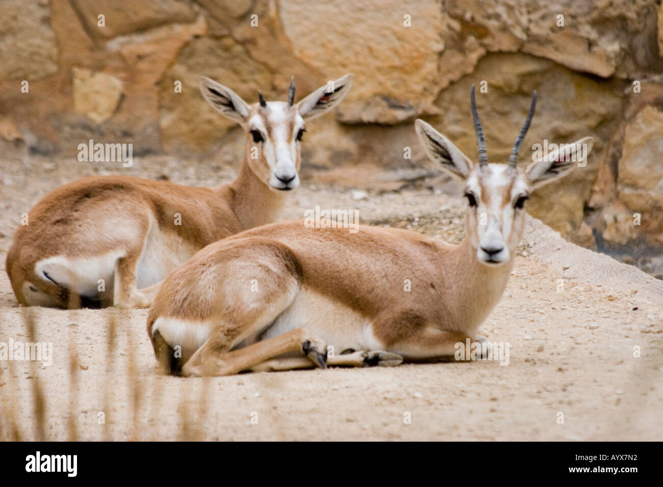 Arabian sand gazelle Gazella subgutturosa marica Artiodactyla in San ...