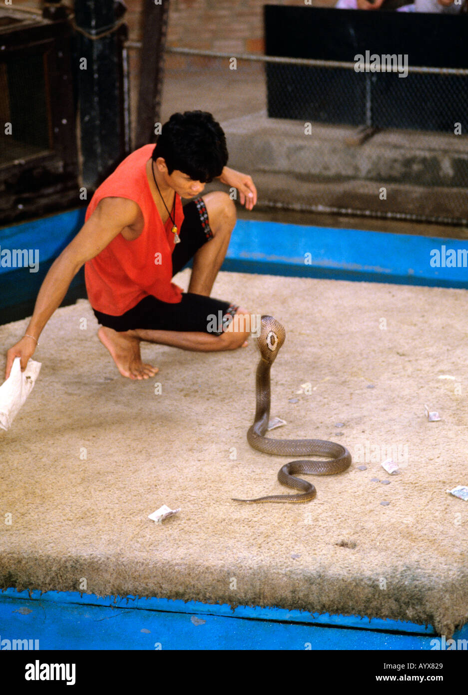 Man attempting to handle cobra at snake farm Nakhon Pathom Thailand ...