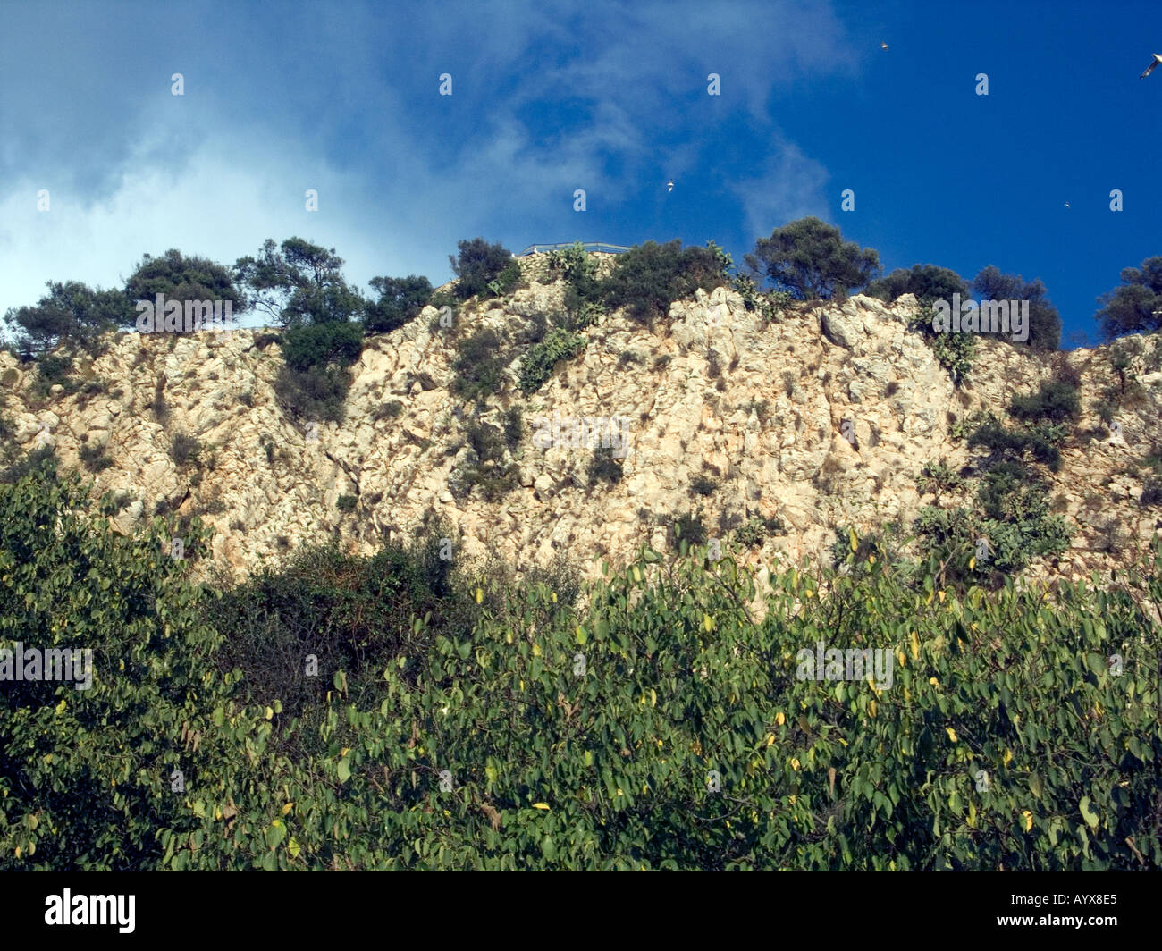 Scrub covered sheer Jurassic Limestone Cliff, Gibraltar, Europe Stock ...