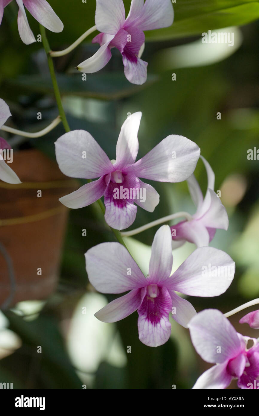 Dendrobium Orchid Silver Bells Stock Photo - Alamy