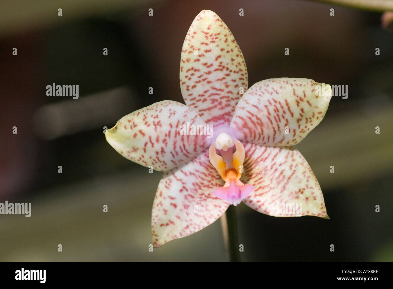 Phalaenopsis orchid South Texas Botanical Gardens Corpus Christi Texas ...