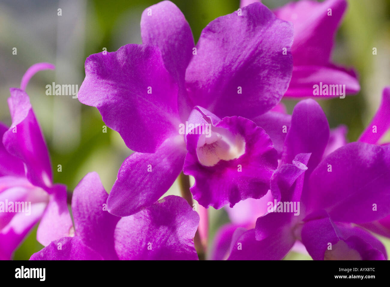 Orchids Orchidaceae at South Texas Botanical Gardens Corpus Christi ...