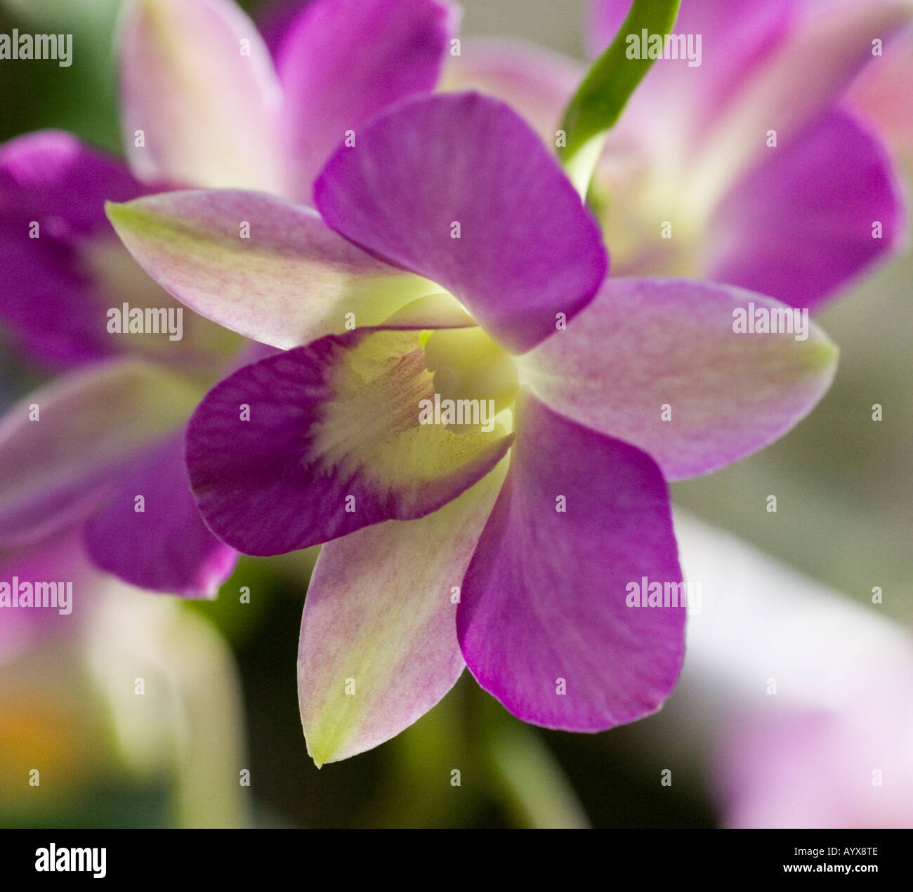 Dendrobium Orchid silver bells Orchids Orchidaceae at South Texas ...