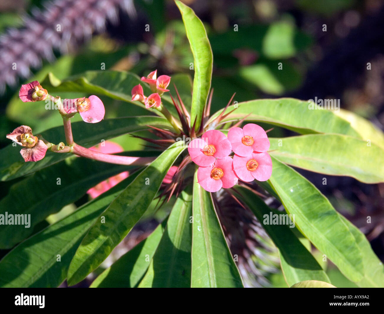 Euphorbiaceae Family