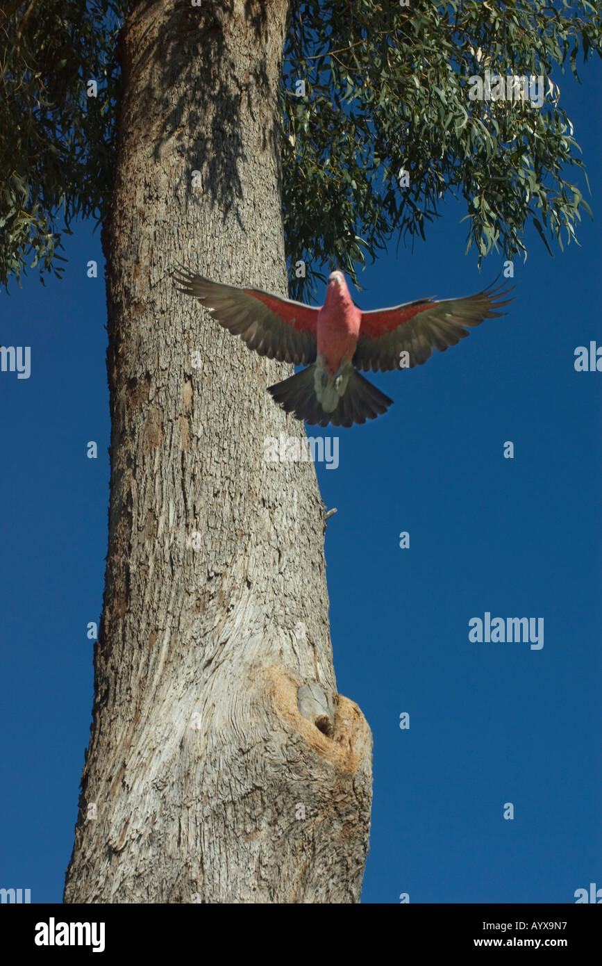 Grey and Pink Galah (Parrot) flying from gum tree in Australia Stock ...