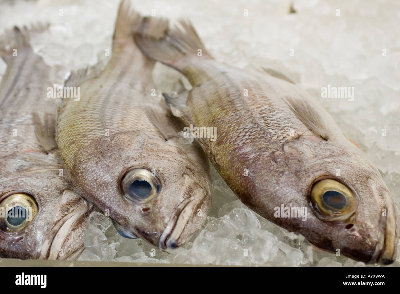 Fresh Fish on display in Fish Market Stock Photo - Alamy