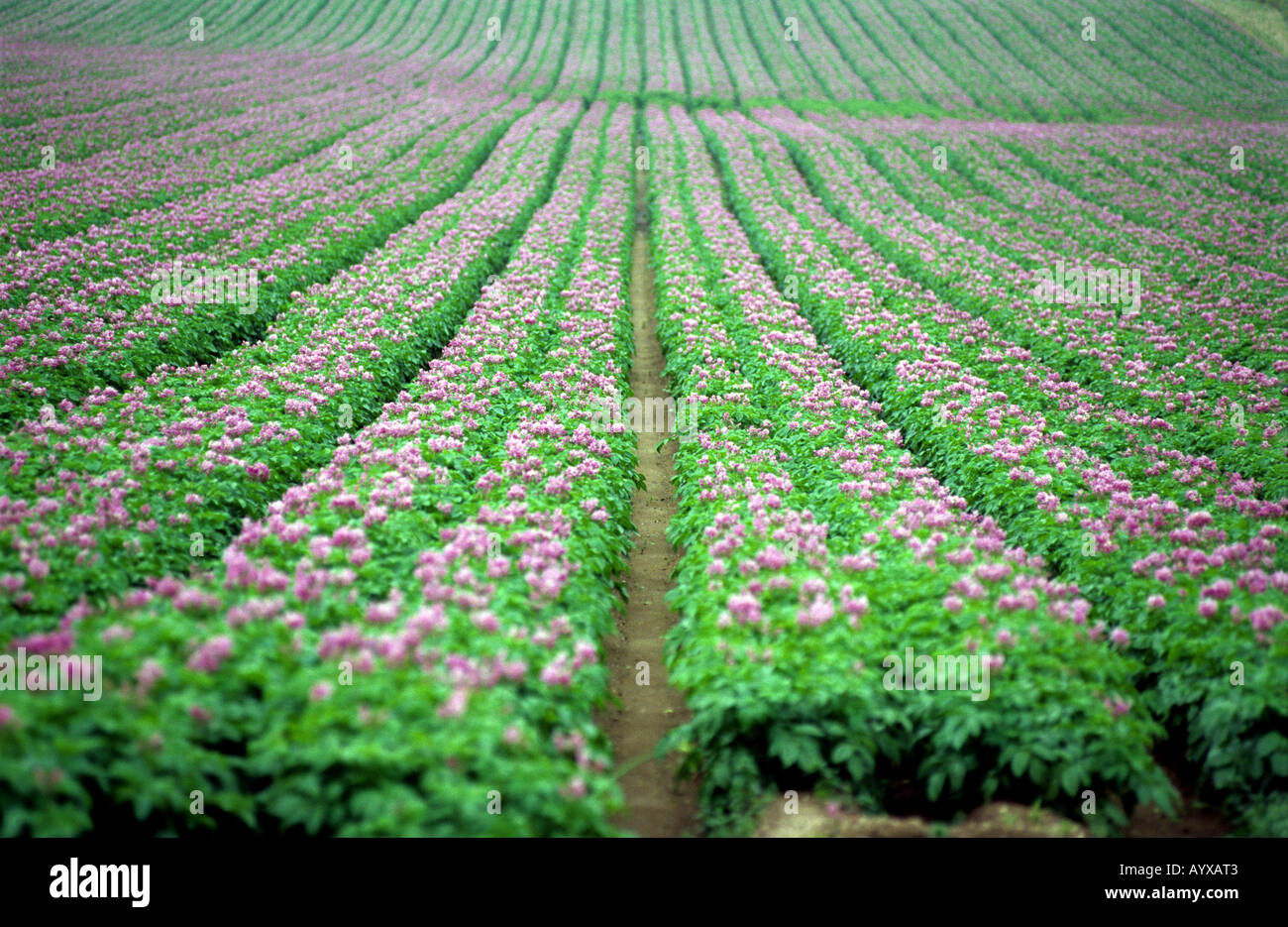 English supermarkets hi-res stock photography and images - Alamy
