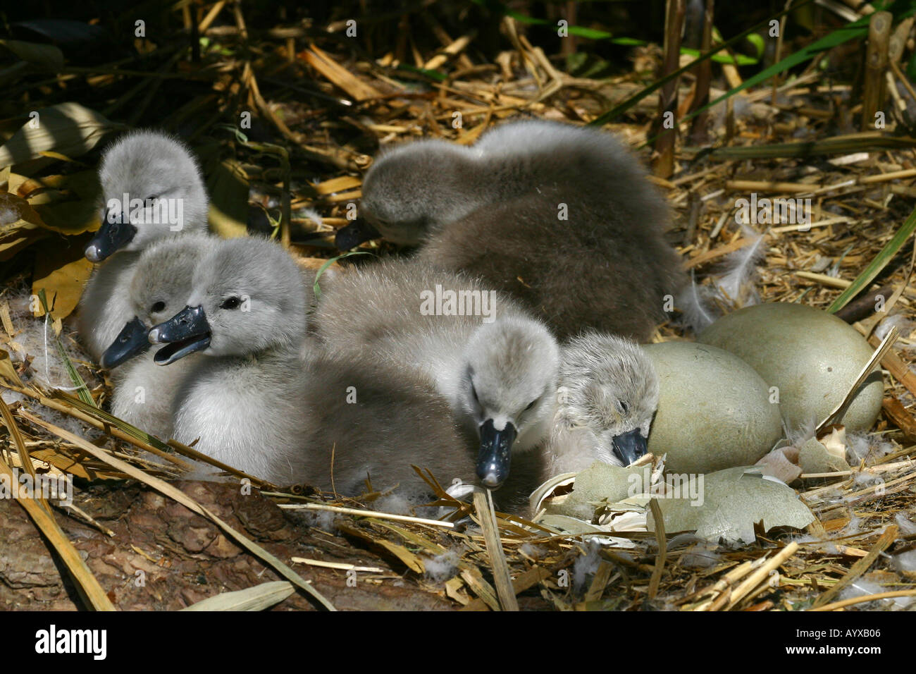 Hatched swan eggs hi-res stock photography and images - Alamy