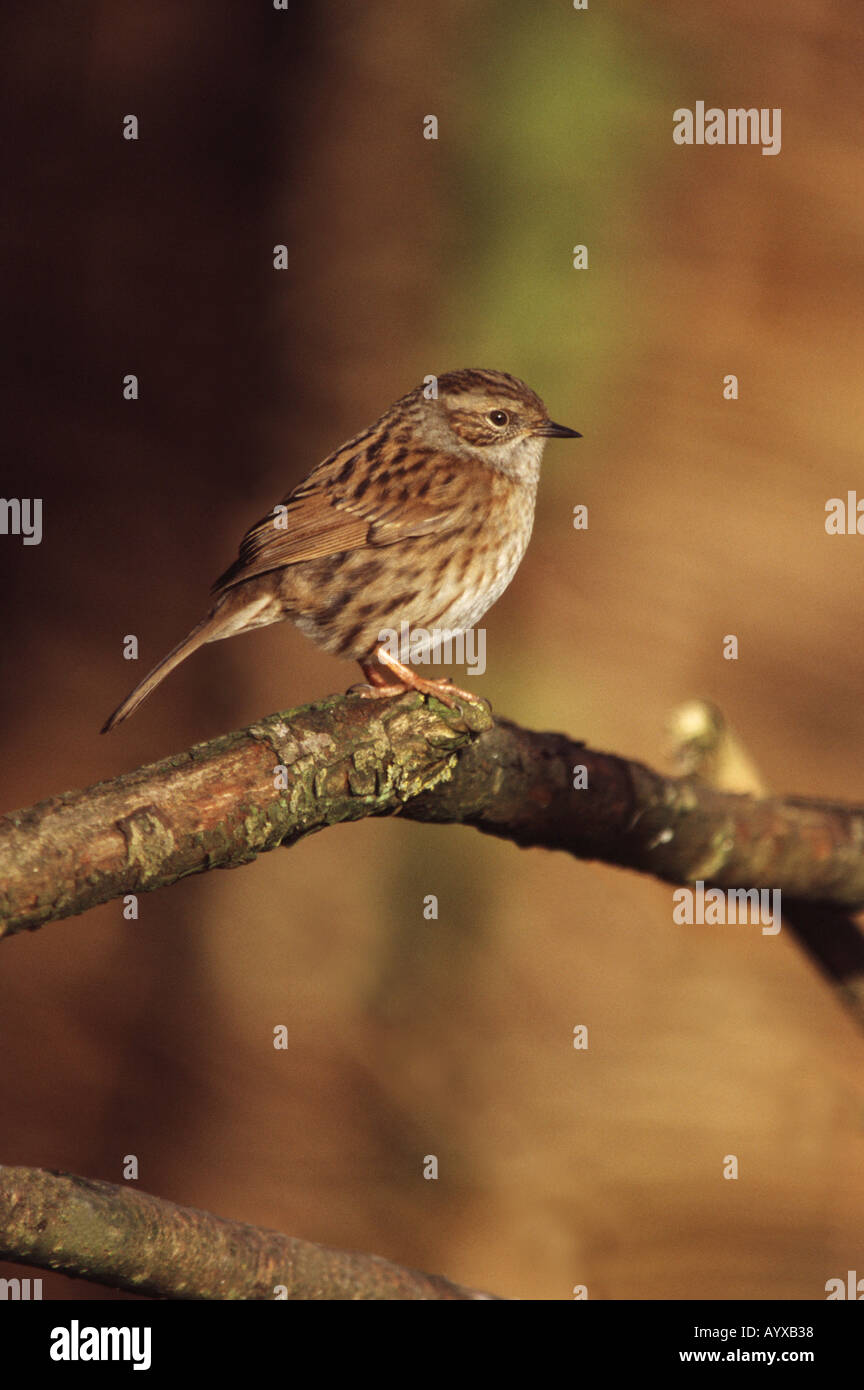 Dunnock Prunella modularis Stock Photo - Alamy