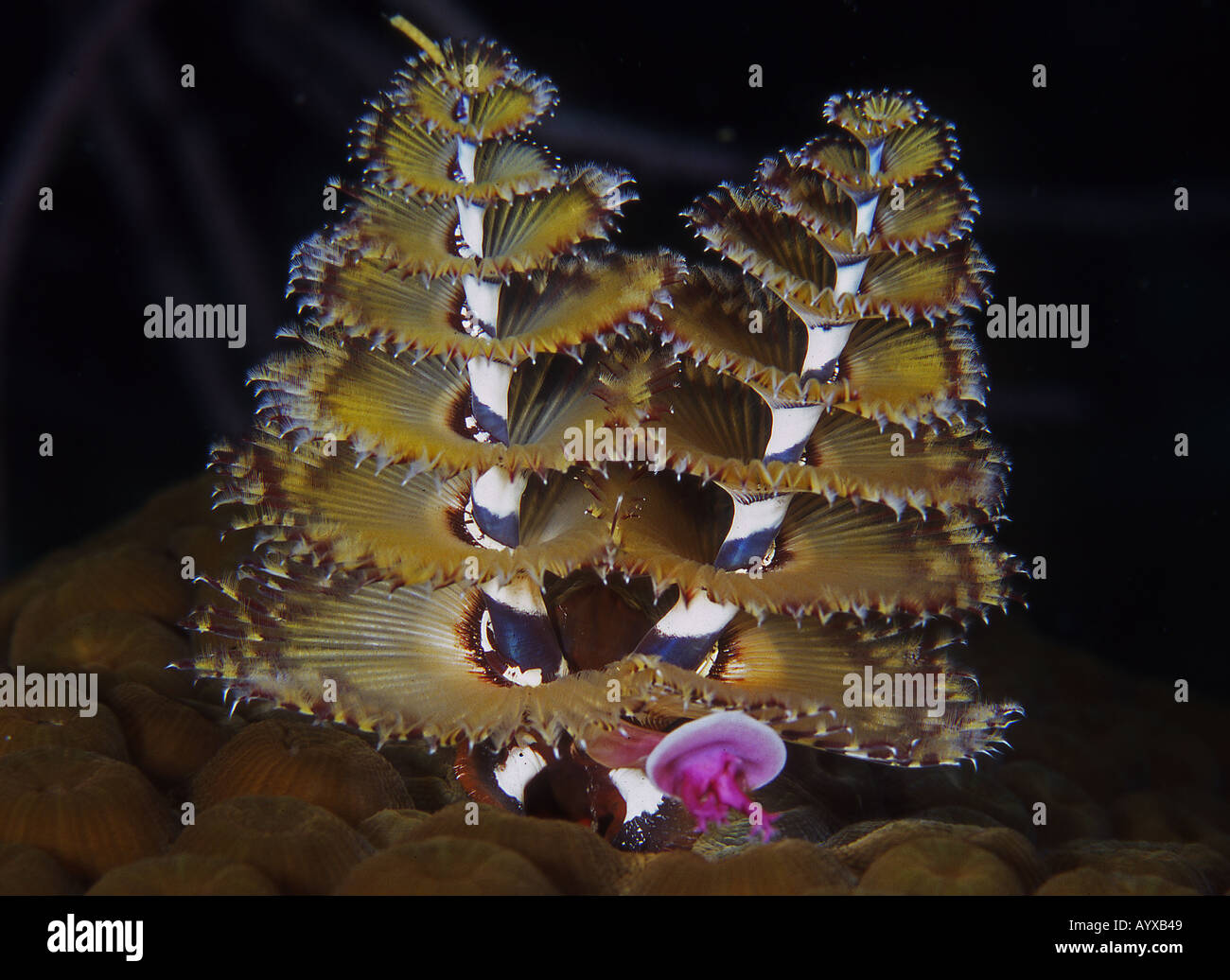 Christmas Tree Worm Stock Photo - Alamy