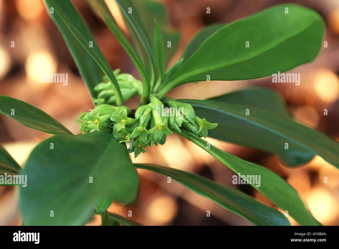 Daphne laureola spurge laurel shrub hi-res stock photography and images ...