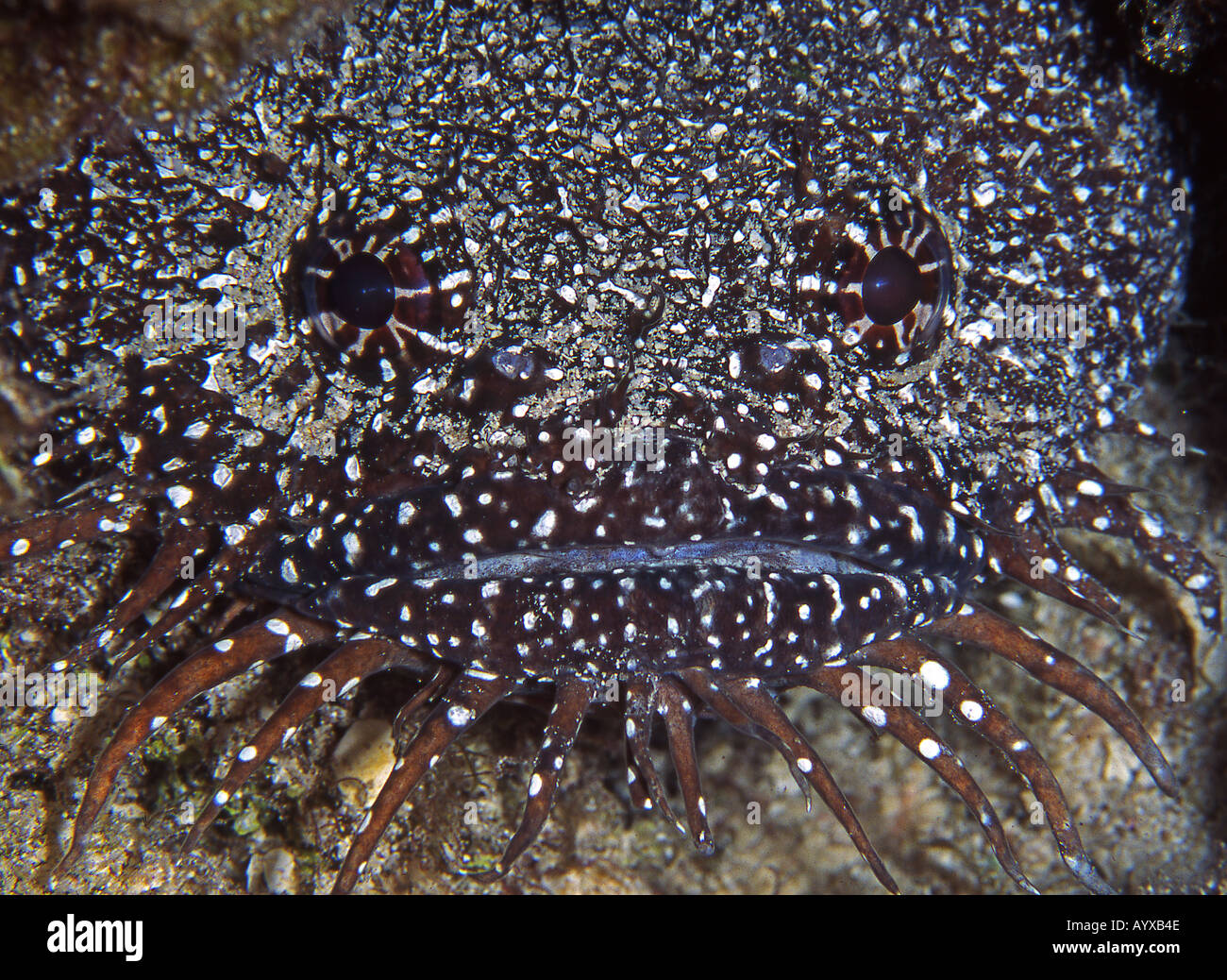 Toad fish hi-res stock photography and images - Alamy