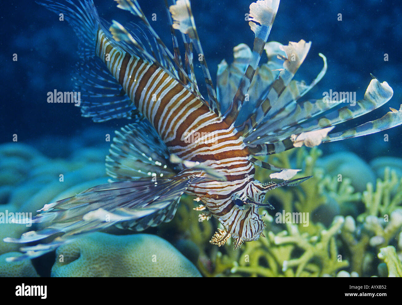 Fiji lion hi-res stock photography and images - Alamy
