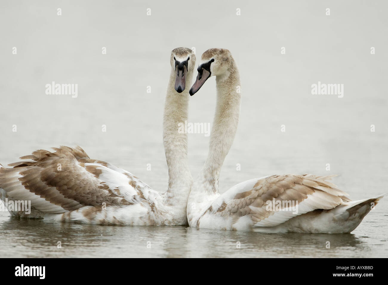 Swans displaying hi-res stock photography and images - Alamy