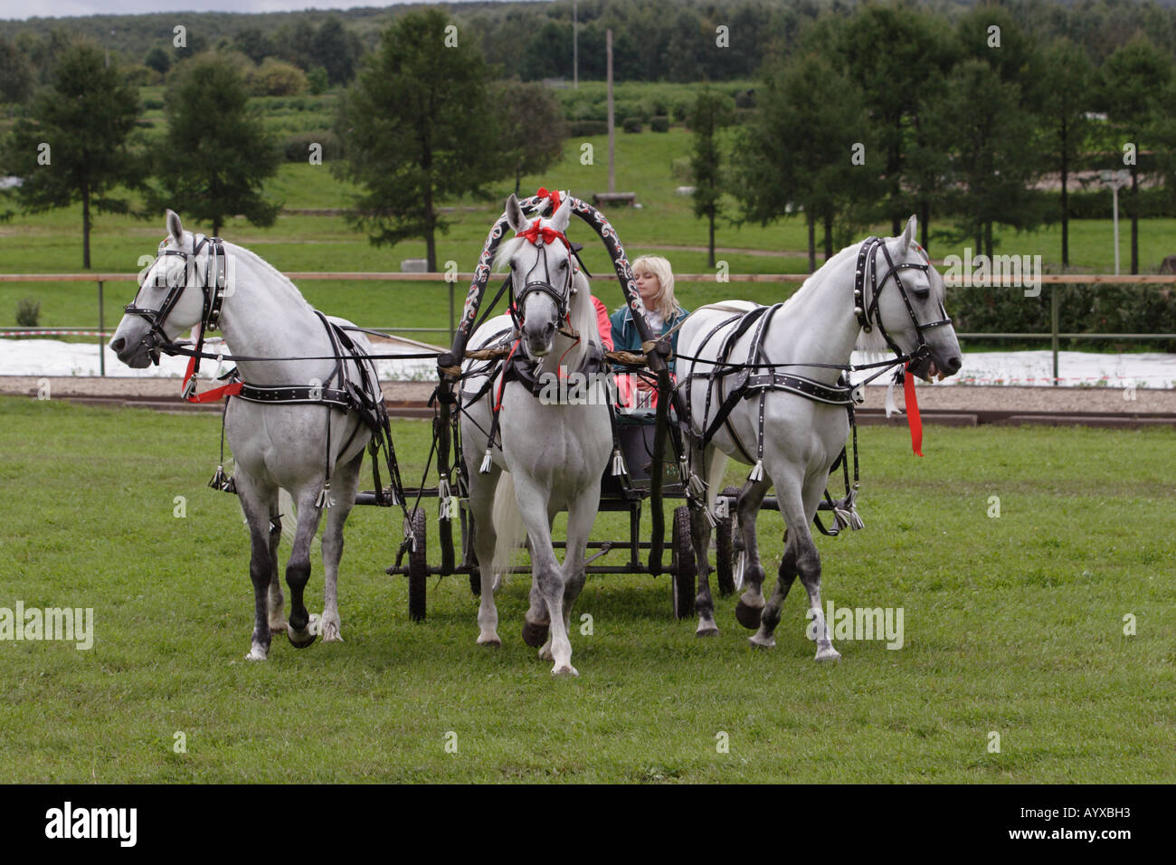 Ancient horse harness hi-res stock photography and images - Alamy