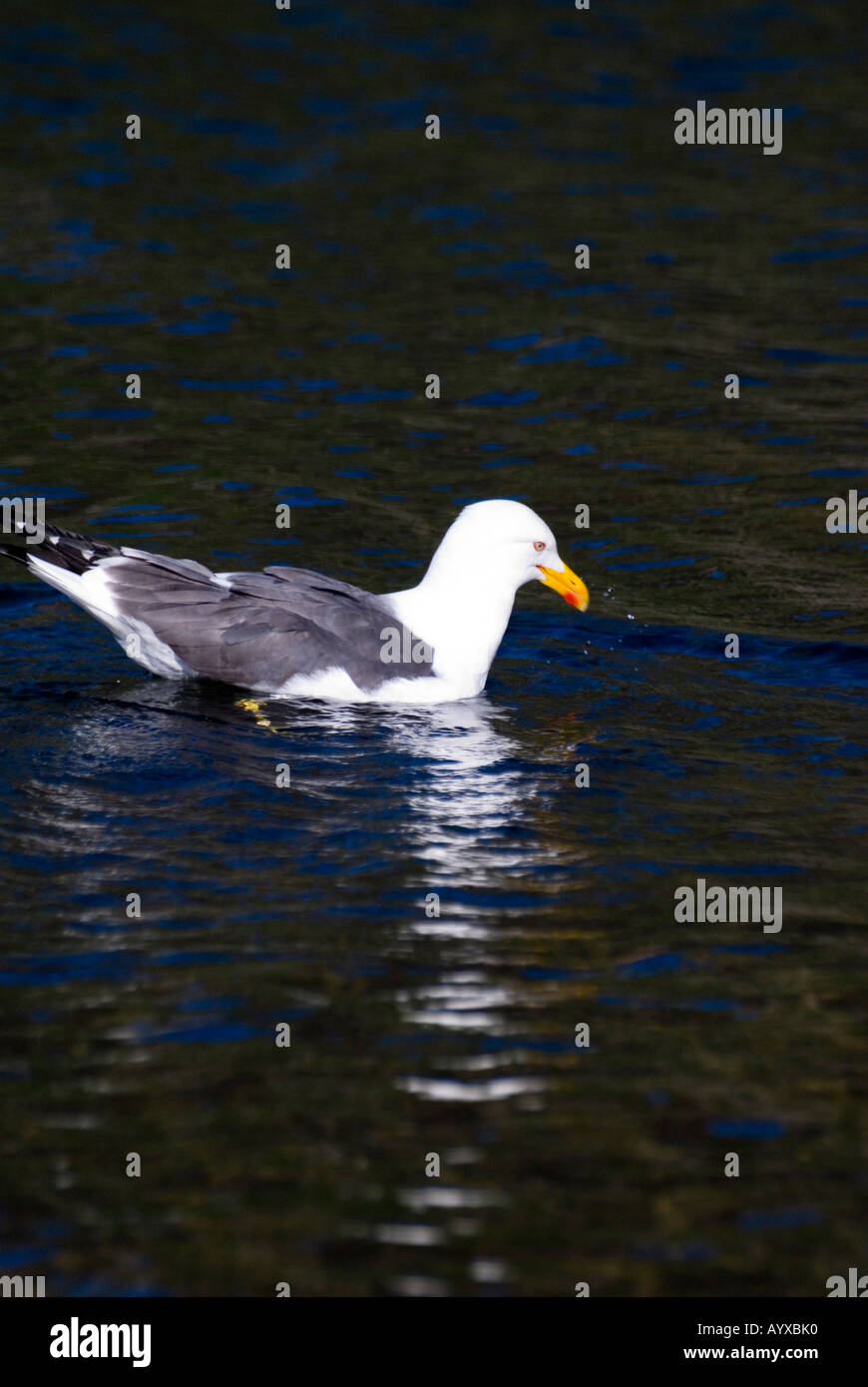 Seagull swimming on the surface of a Scottish Loch scavenging for food ...