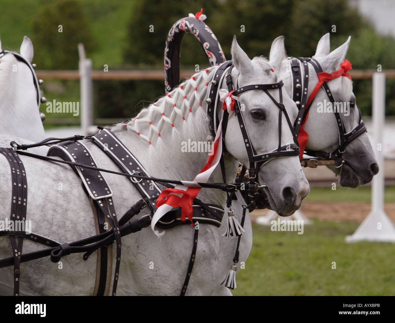 Russian troika hi-res stock photography and images - Alamy