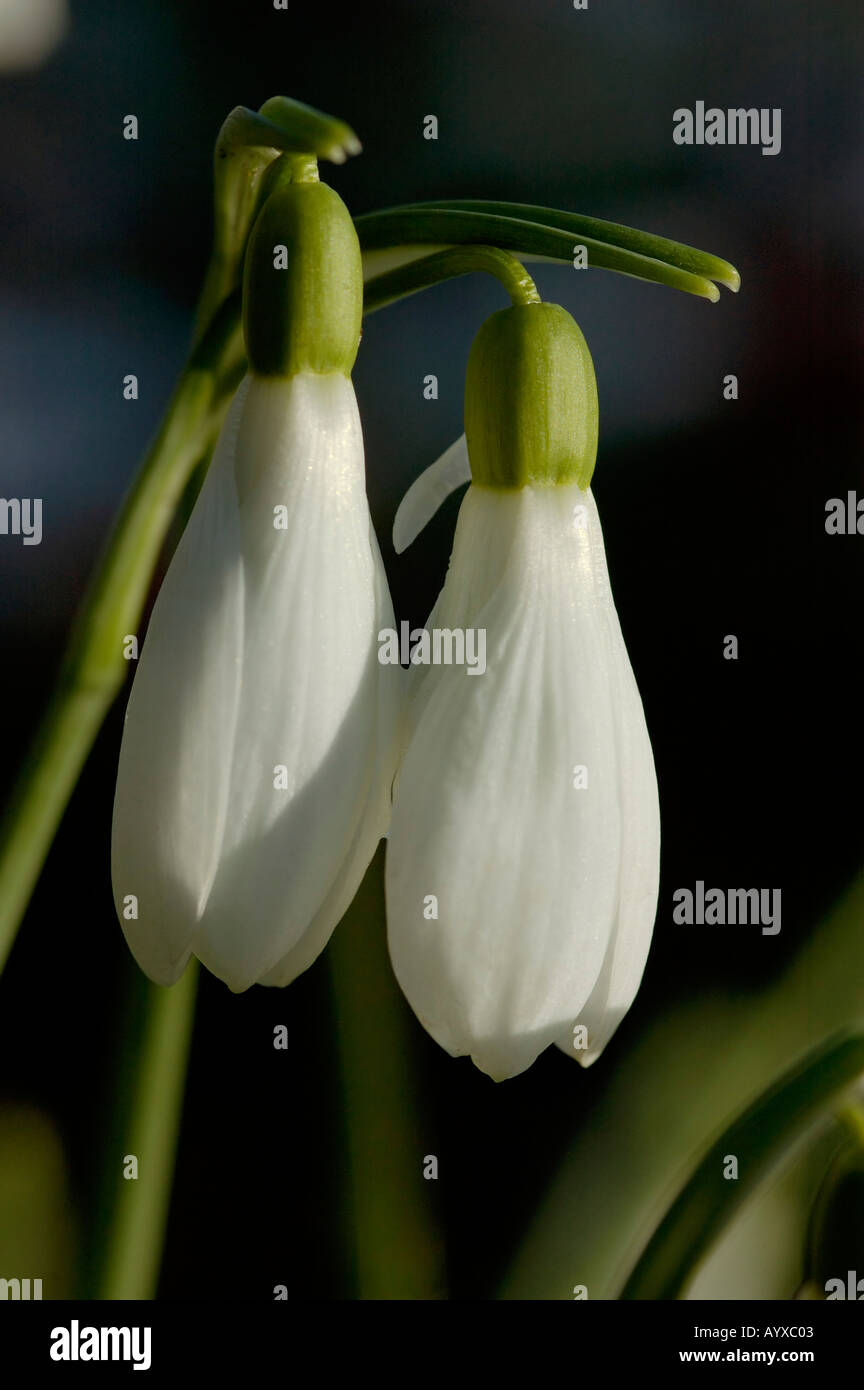 Snowdrop Galanthus nivalis Stock Photo - Alamy