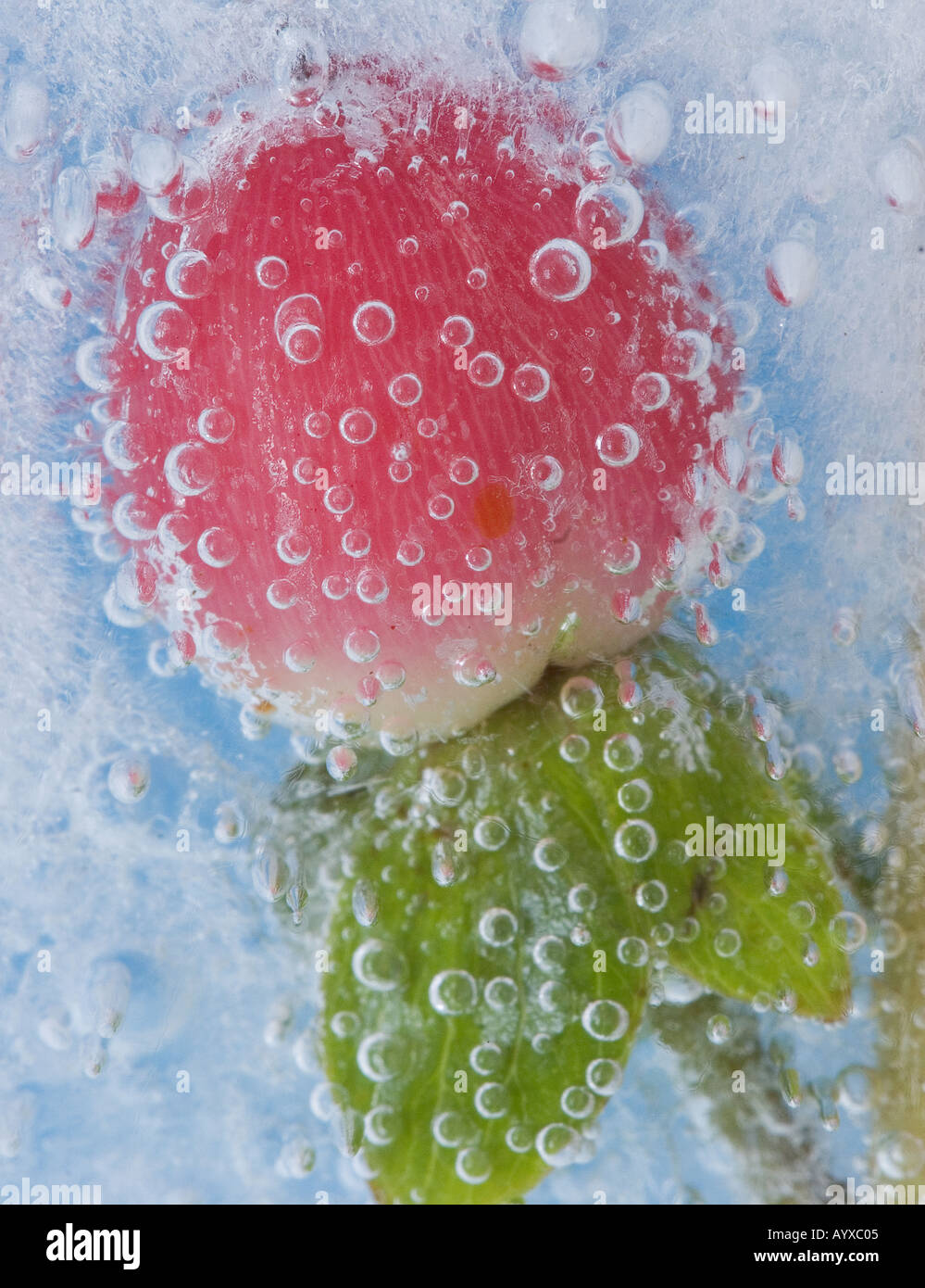 RED BERRIES IN ICE Stock Photo - Alamy