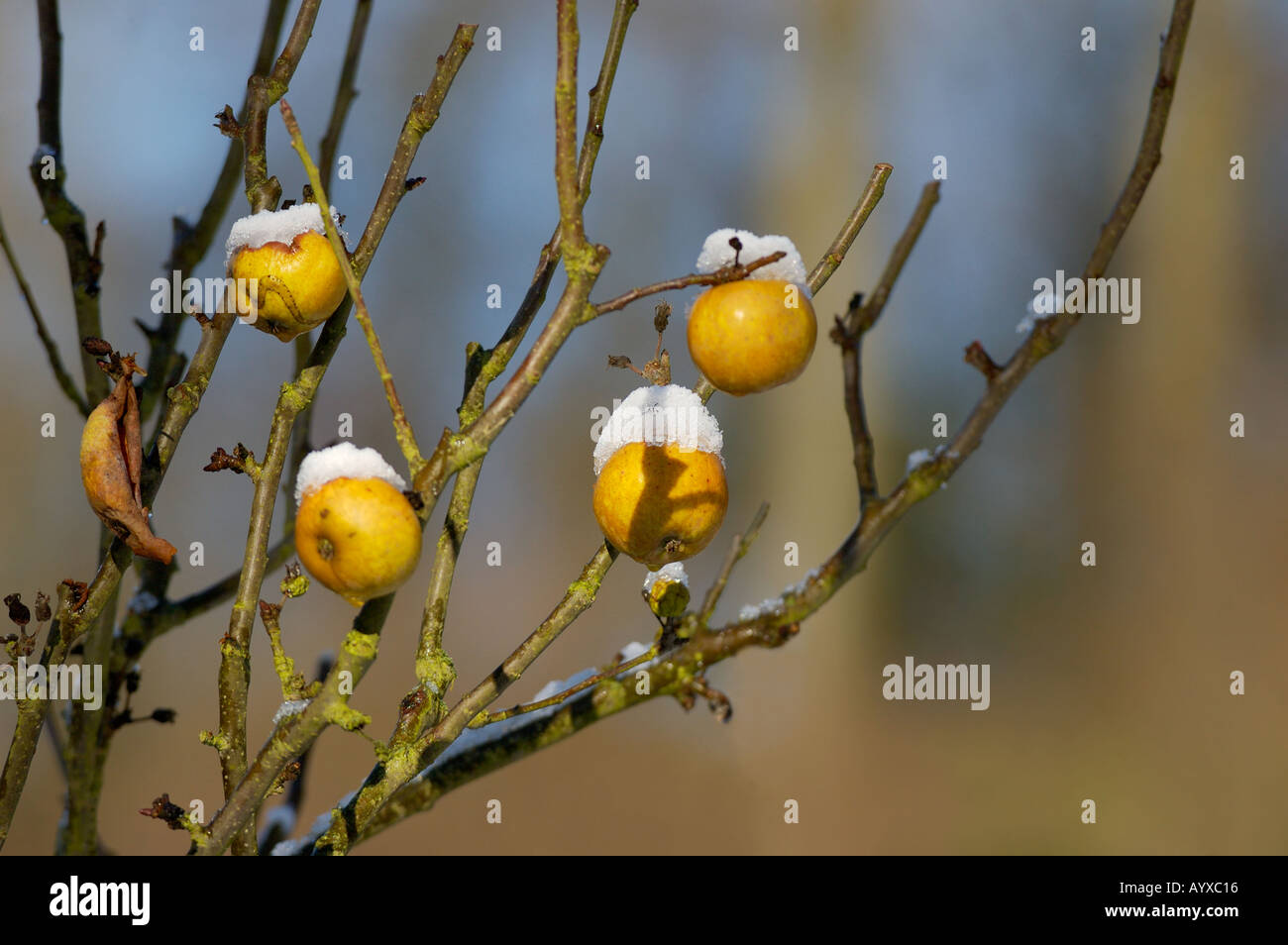 Ashmead hi-res stock photography and images - Alamy