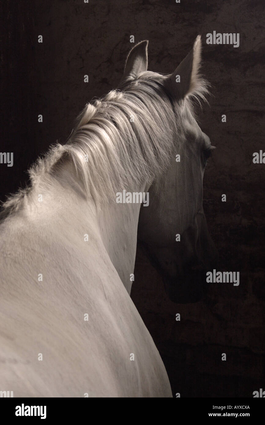 Orlov trotter in dark stable Stock Photo - Alamy
