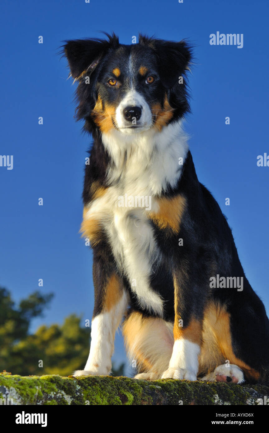 Border collie portrait best hi-res stock photography and images - Alamy