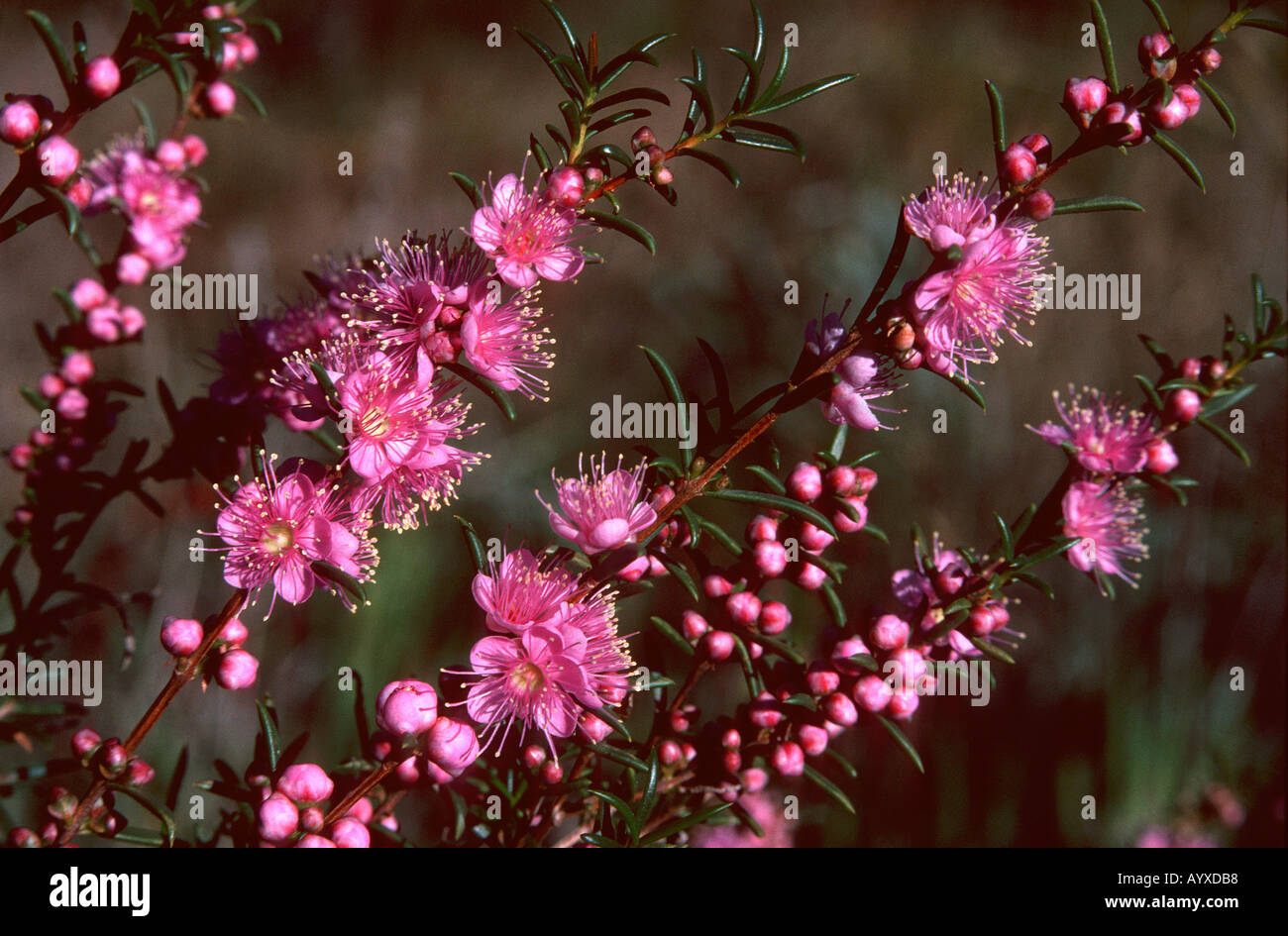 GERALDTON WAX WEST AUSTRALIA Stock Photo - Alamy