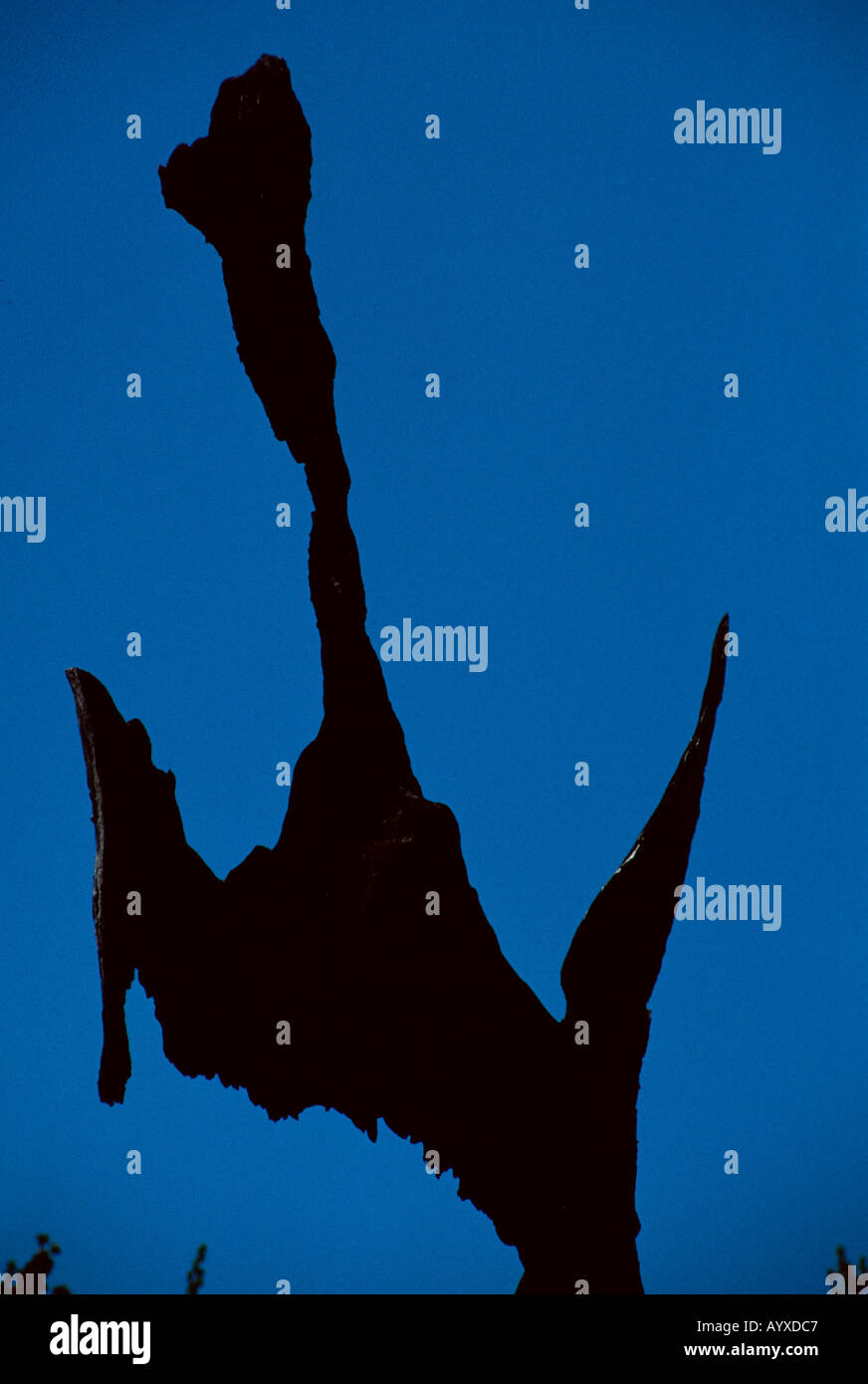 Tuart hi-res stock photography and images - Alamy