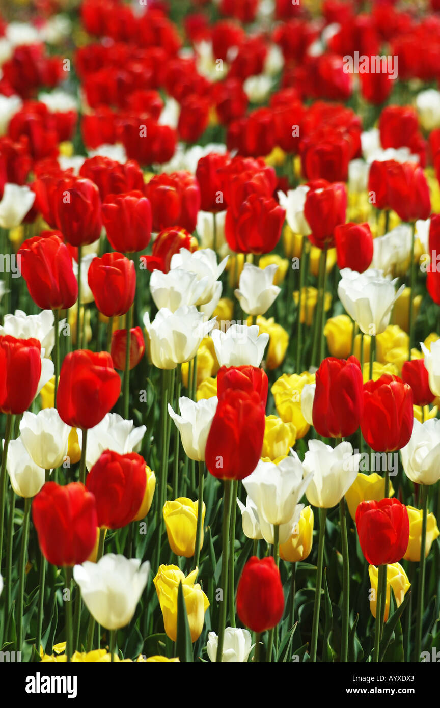 tulips red yellow white portrait vertical Stock Photo - Alamy