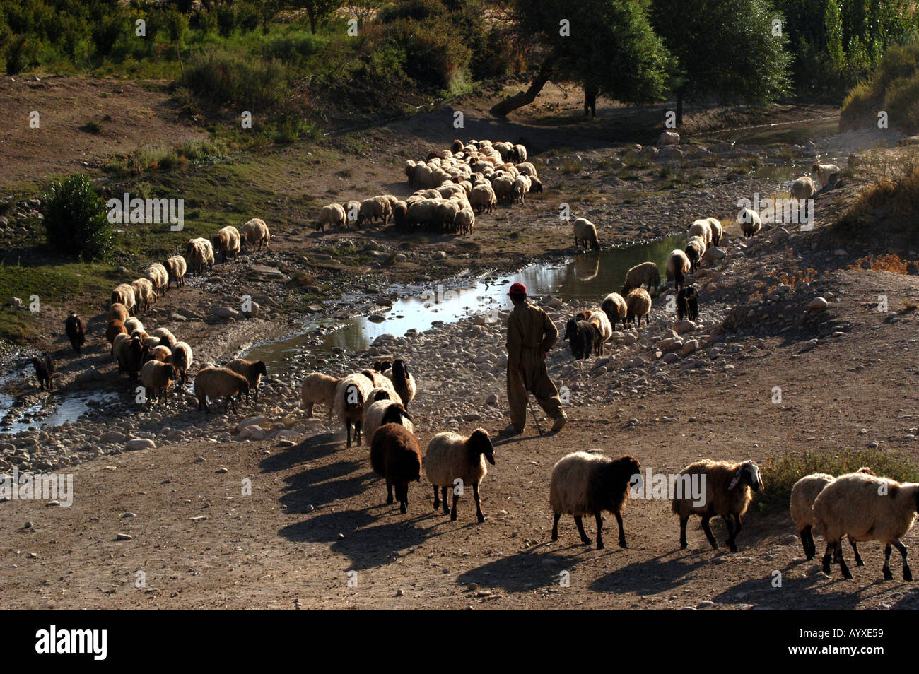 Rural landscape creek bed with flock of sheep and shepard Northern Iraq ...