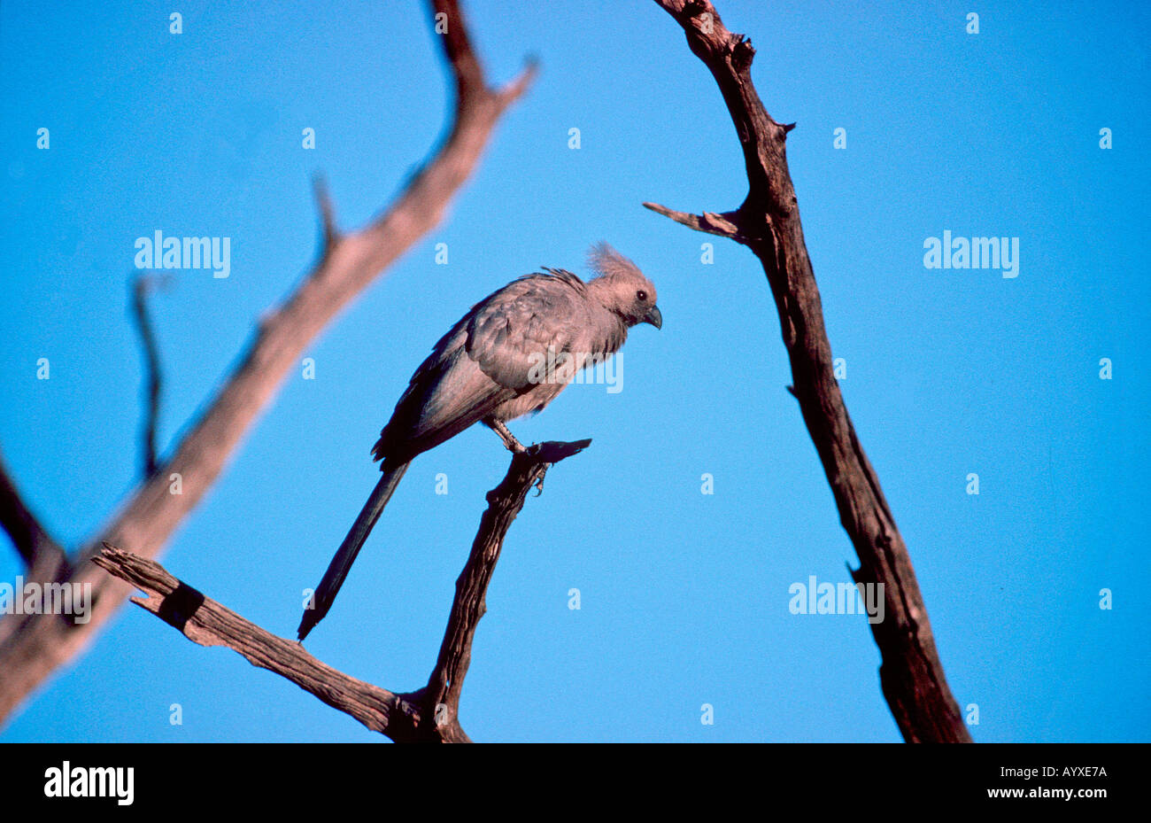 GREY LOURIE Corythaixoides concolor Kruger National Park South Africa ...