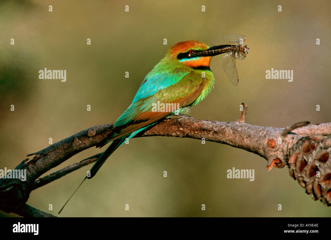 Rainbow Bee Eater Merops Ornatus Shot at dawn just as it caught its ...