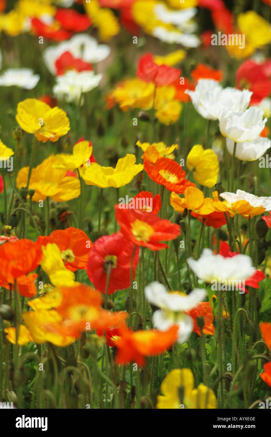 Field of Iceland poppy Iceland poppy Papaver nudicaule Stock Photo - Alamy