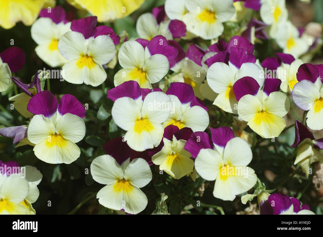 White viola tricolor hi-res stock photography and images - Alamy