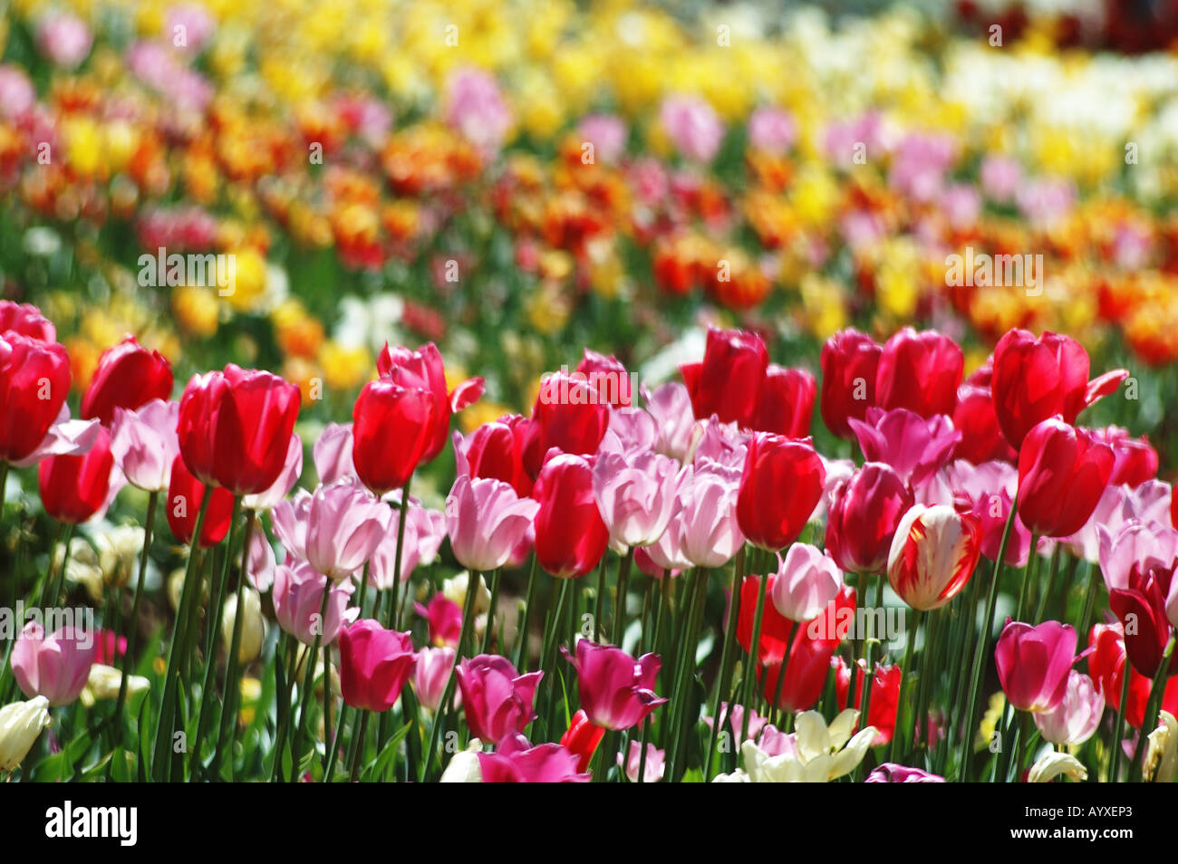 Spring mass massed pretty picturesque hi-res stock photography and ...